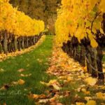 Blenheim Half day Wine Tour - Transportation, Size, and Value