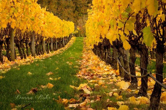 Blenheim Half day Wine Tour - Transportation, Size, and Value