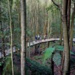 Blue Mountains Adventure w Scenic World, Zoo, Koala Photo & Ferry - Practical Tips and Insights