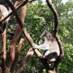 Blue Mountains Day Tour With Bushwalks, Waterfalls & Featherdale - Analyzing the Value