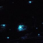 Blue Mountains Hiking Glow worms Cave Wildlife Spotlighting Night Adventure - Is the Tour Worth the Price?