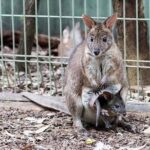 Blue Mountains Private Tour | Koala, Kangaroo, & Waterfalls Day - The Itinerary in Detail: What You Can Expect