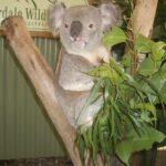 Blue Mountains Tour PRIVATE with Wildlife Park and River Cruise - Practical Details and Considerations