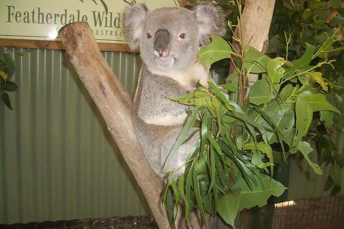 Blue Mountains Tour PRIVATE with Wildlife Park and River Cruise - Practical Details and Considerations