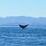 Blue Whale Watching in Loreto - What to Expect from the Blue Whale Watching Tour