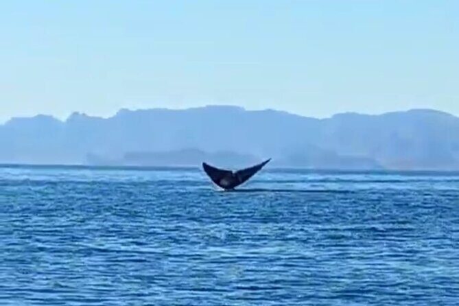 Blue Whale Watching in Loreto - What to Expect from the Blue Whale Watching Tour