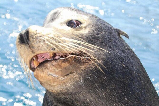 Boat Tour and Snorkel at Pelican Rock - What’s Included and What to Bring