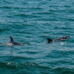 Boat Tour Snorkeling Tour with Guide, Drinks and Fruit - Exploring the Itinerary in Detail