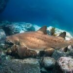 Bondi: Shark Dive at Bushrangers Bay for Certified Divers - What to Expect During the Dives