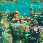 Bora Bora: 1/2 day lagoon safari - Shared tour - The Sum Up