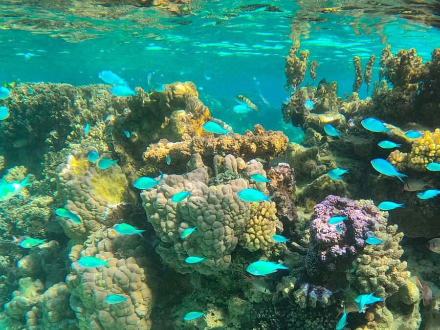 Bora Bora: 1/2 day lagoon safari - Shared tour - The Sum Up