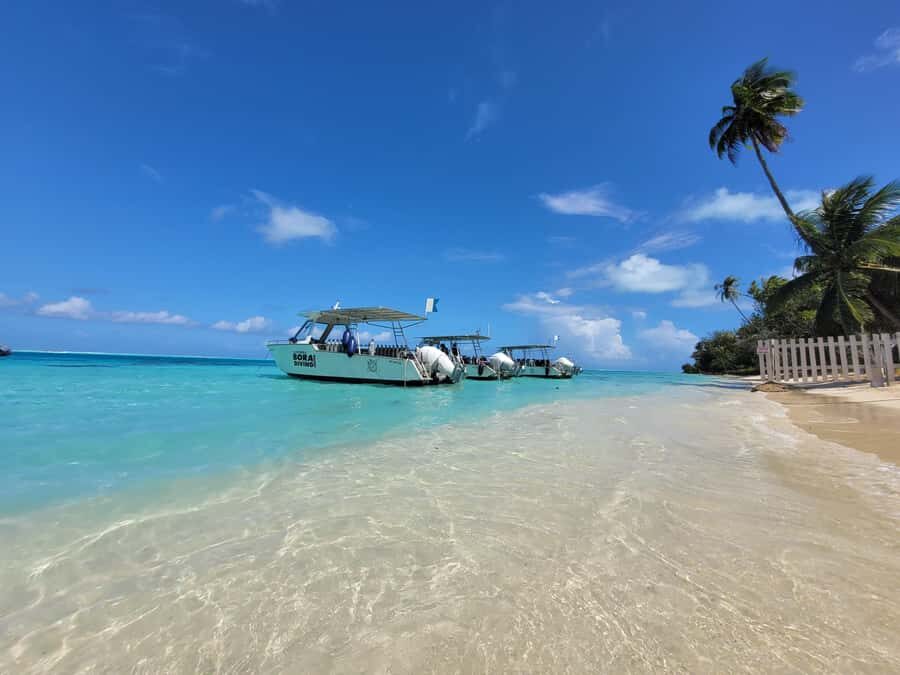 Bora Bora: 1 afternoon dive for certified divers - The Dive Experience in Detail