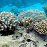 Bora Bora: 3.5-Hour Lagoon Boat Tour with Snorkeling - Who Will Love This Tour?