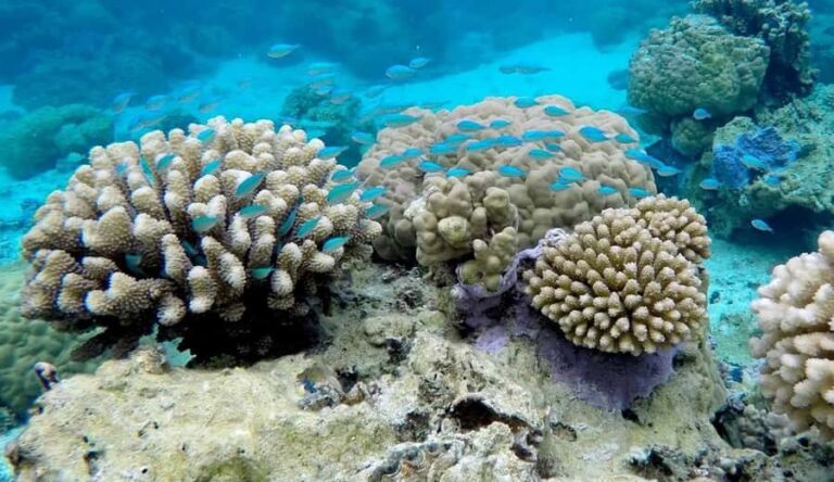 Bora Bora: 3.5-Hour Lagoon Boat Tour with Snorkeling - Who Will Love This Tour?