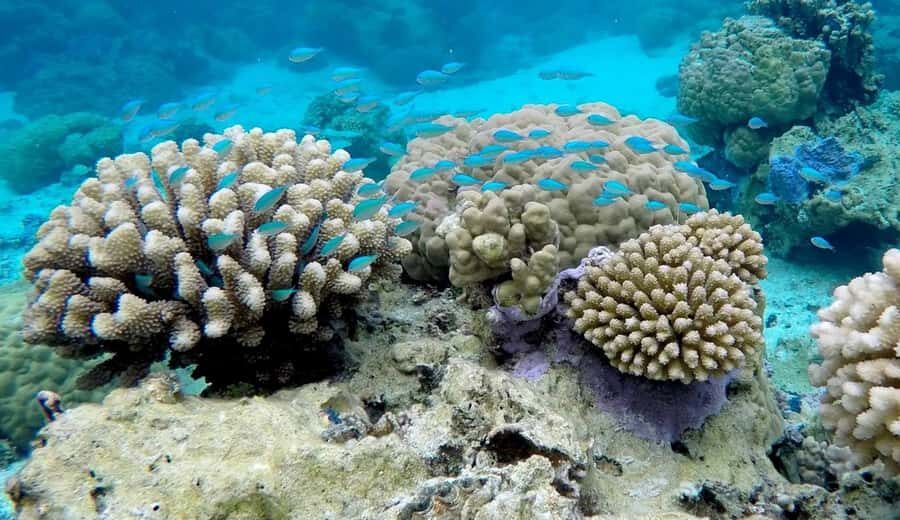 Bora Bora: 3.5-Hour Lagoon Boat Tour with Snorkeling - Who Will Love This Tour?