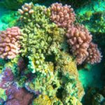 Bora Bora: Full day Lagoon Safari & Lunch on a Motu - ST - The Full Experience: A Deep Dive