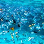 Bora Bora: Full-Day Lagoon Snorkelling Tour - The Itinerary in Detail