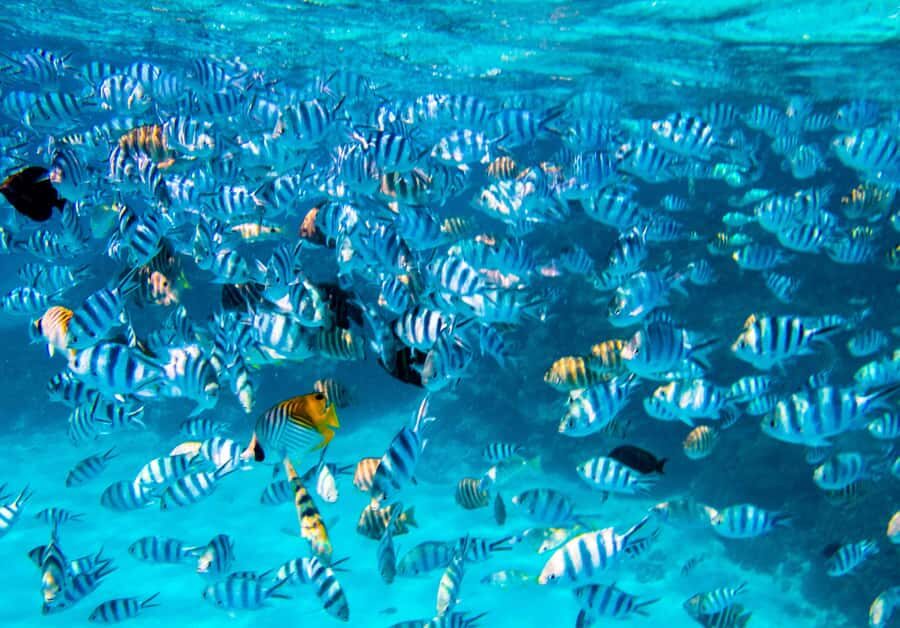Bora Bora: Full-Day Lagoon Snorkelling Tour - The Itinerary in Detail