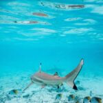 Bora Bora: Half-Day Lagoon Snorkelling Tour - The Itinerary Breakdown