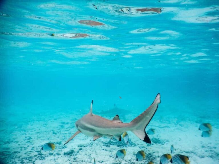 Bora Bora: Half-Day Lagoon Snorkelling Tour - The Itinerary Breakdown