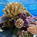 Bora Bora: Lagoon Snorkeling Half-Day Private Boat Tour - The Itinerary and Key Stops