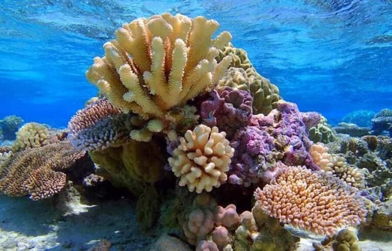 Bora Bora: Lagoon Snorkeling Half-Day Private Boat Tour - The Itinerary and Key Stops