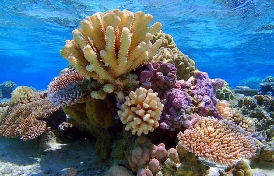 Bora Bora: Lagoon Snorkeling Half-Day Private Boat Tour - The Itinerary and Key Stops