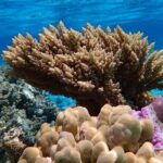 Bora Bora Lagoon Snorkeling Tour by Private Boat - Experience Quality and Comfort