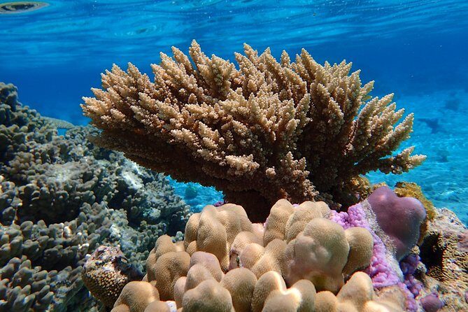 Bora Bora Lagoon Snorkeling Tour by Private Boat - Experience Quality and Comfort