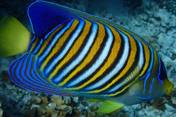 Bora Bora: Luxury Private Half Day Snorkeling Tour - The Marine Encounters