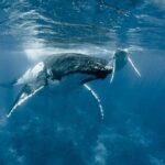 Bora Bora Whale Watching - The Experience in Detail