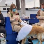 Boston: Dog-Friendly Halloween Costume & Sightseeing Cruise - What to Expect from the Boston Dog-Friendly Halloween Cruise