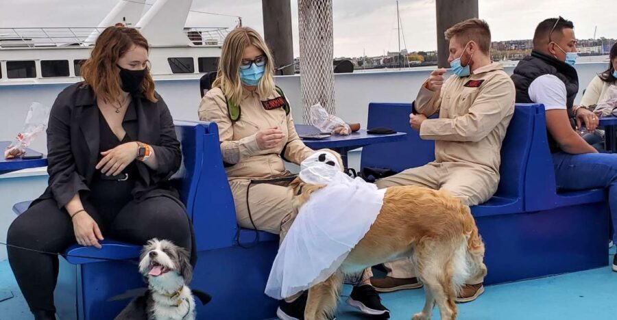 Boston: Dog-Friendly Halloween Costume & Sightseeing Cruise - What to Expect from the Boston Dog-Friendly Halloween Cruise
