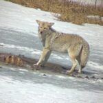 Bozeman Winter Wildlife Safari, Lamar Valley, Burrito and Lunch - What’s Included and What to Expect