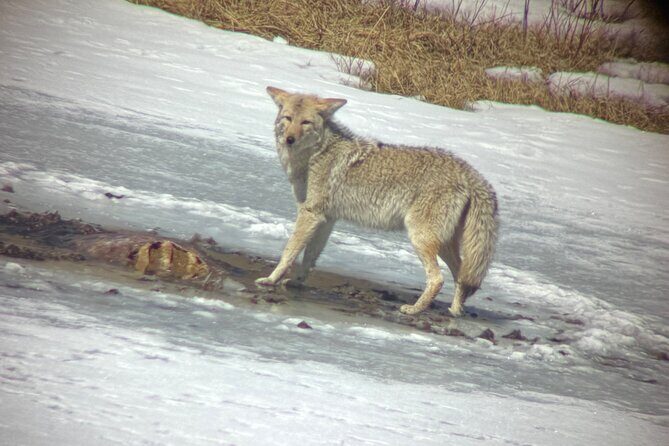 Bozeman Winter Wildlife Safari, Lamar Valley, Burrito and Lunch - What’s Included and What to Expect
