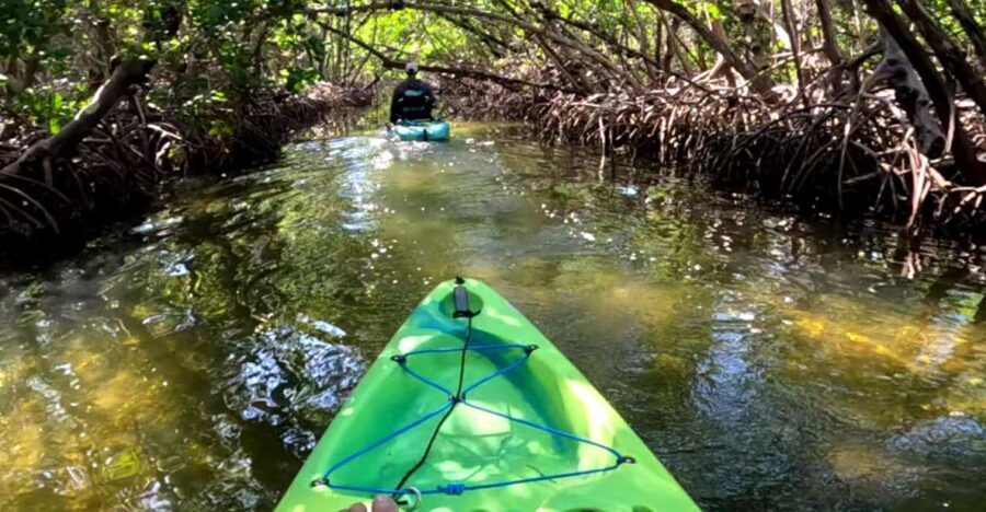 Bradenton: Guided Pedal Kayak Tour - Final Thoughts: Is This Tour Worth It?