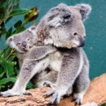 Breakfast with Koalas at WILD LIFE Zoo Darling Harbour - Authentic Experiences and Guest Insights