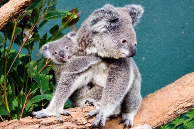 Breakfast with Koalas at WILD LIFE Zoo Darling Harbour - Authentic Experiences and Guest Insights