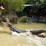 Breakfast with the Koalas at Hartley's Crocodile Park from Cairns or Palm Cove - The Sum Up