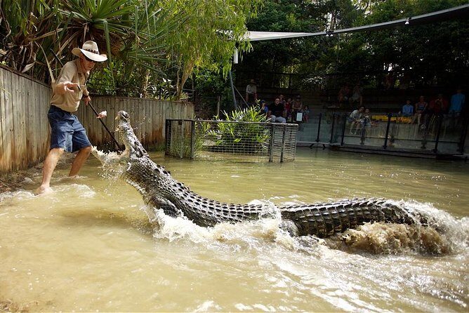 Breakfast with the Koalas at Hartley's Crocodile Park from Cairns or ...
