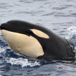 Bremer Bay Orca Experience - Why This Tour Offers Excellent Value