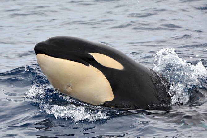Bremer Bay Orca Experience - Why This Tour Offers Excellent Value