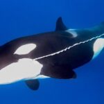 Bremer Canyon Killer Whale (Orca) Expedition - How the Experience Looks Through the Eyes of Past Travelers