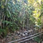 Brisbane Departure : Explore Tamborine Mountain Day Tour - The Logistics and Practicalities