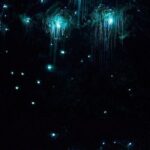 Brisbane: Glow Worms, Sunset, Telescope Stargazing & Dinner - Scenic Sunset and Relaxed Dinner