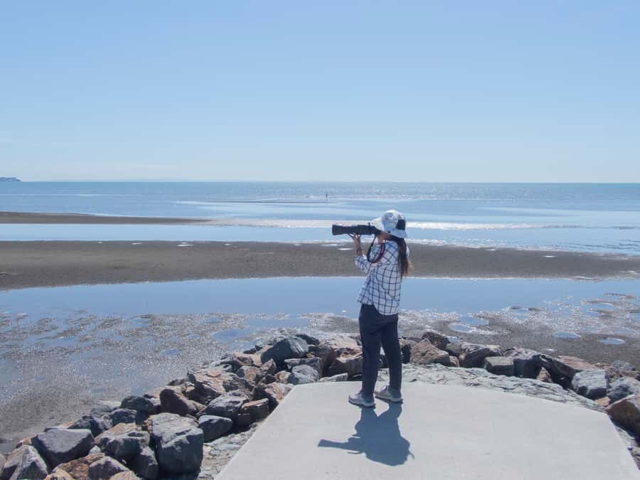 Brisbane: Kangaroos, Birds and Mangroves Coastal Tour - An In-Depth Look at the Coastal Experience