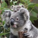 Brisbane: Lone Pine Koala Sanctuary Day Pass - What Does the Day Pass Include?