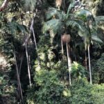 Brisbane: Springbrook and Mt Tamborine Glow Worm and Skywalk - Why You Should Consider This Tour