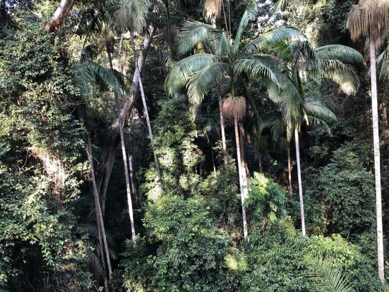 Brisbane: Springbrook and Mt Tamborine Glow Worm and Skywalk - Why You Should Consider This Tour