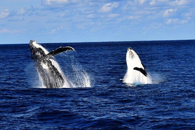 Brisbane Whale Watching Cruise from Redcliffe or Sunshine Coast - Analyzing the Value